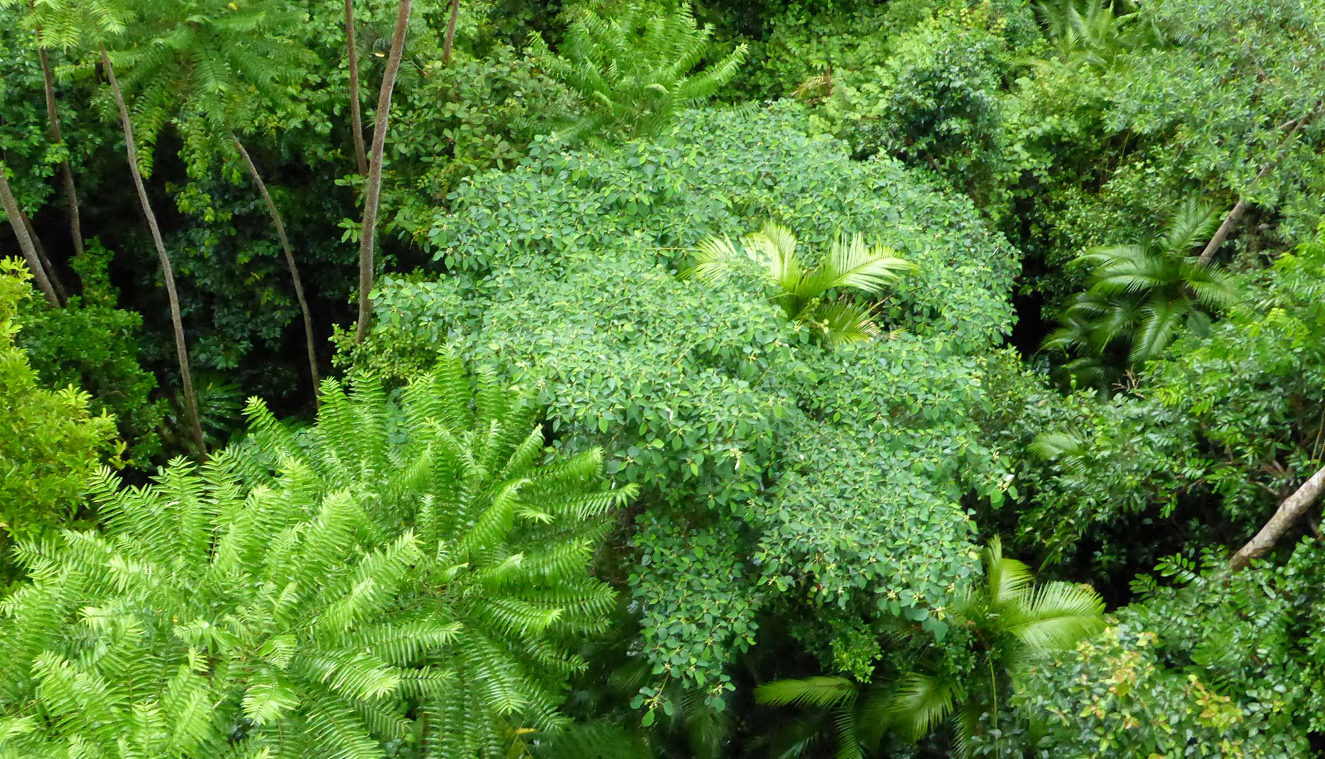 Cadaghi Private Tours. With an accent. Cairns and Far North Queensland